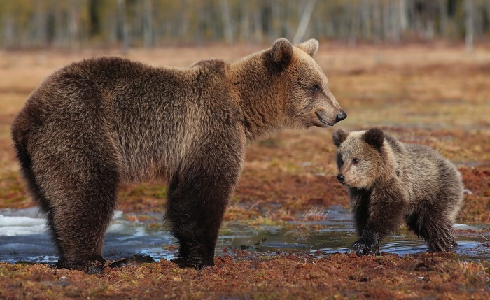 1920x1200 animals bears baby animals wallpaper - Coolwallpapers.me!