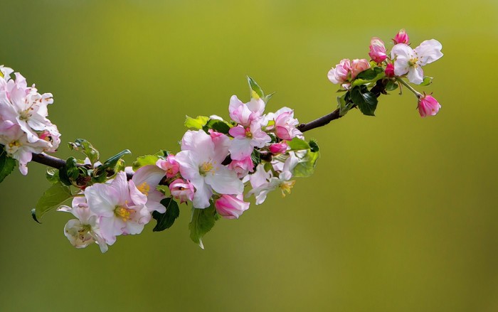 plants macro blossoms flowers wallpaper - Coolwallpapers.me!