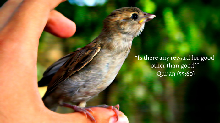 hands islam quran arab birds religion animals wallpaper ...