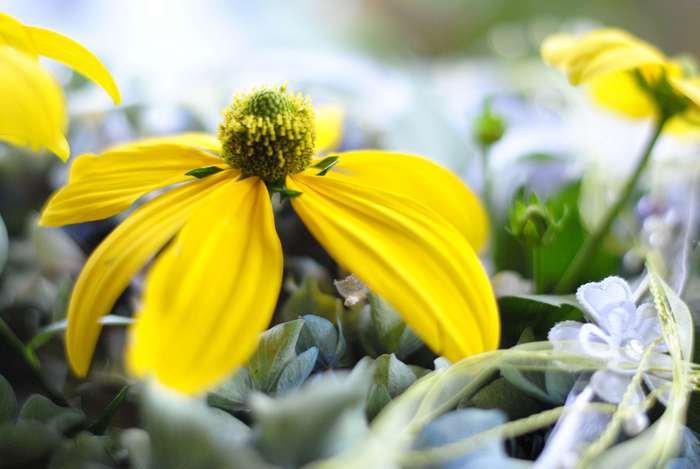 blurred, colours, flower, nature, yellow 4k wallpaper - Coolwallpapers.me!
