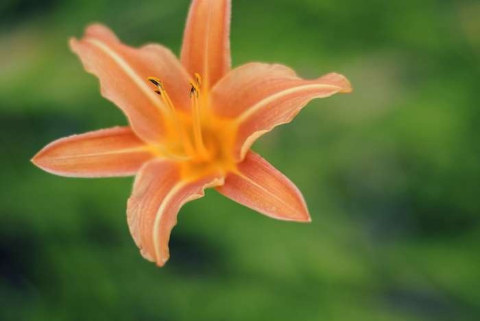 beautiful, colours, flower, nature, orange 4k wallpaper ...