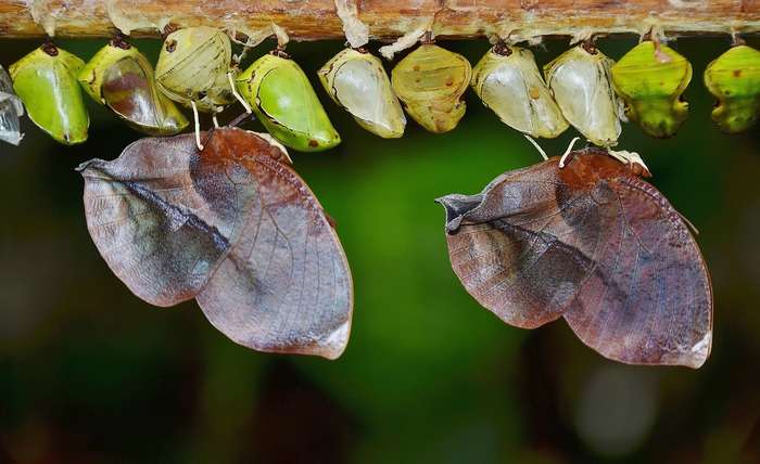 butterflies, cocoons, insect larvae, insects, larva, larvae, nature ...