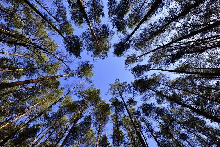 forest, nature, sky, trees, worms eye view 4k wallpaper ...