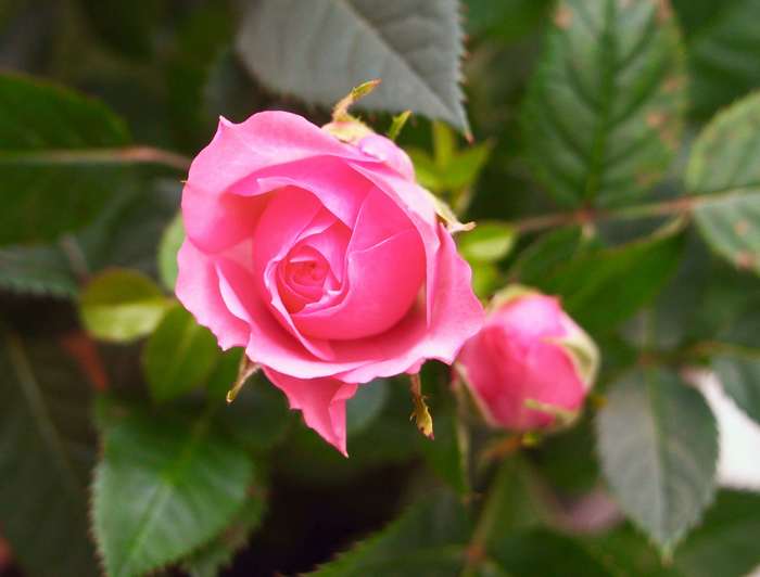flower, nature, pink, rose 4k wallpaper - Coolwallpapers.me!