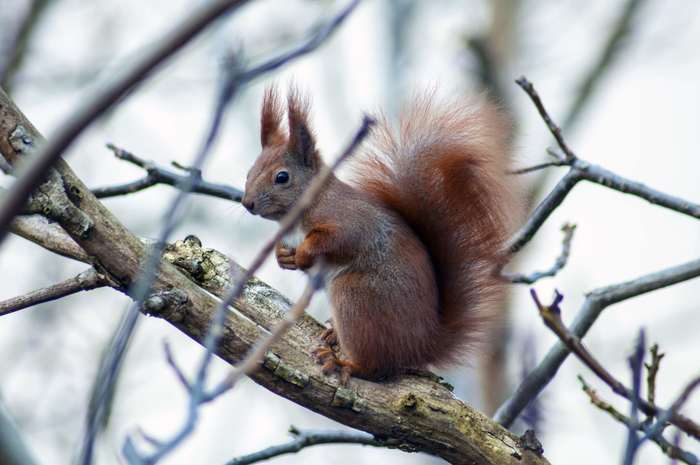 animal, eurasian red squirrel, nature, squirrel, wildlife 4k wallpaper ...