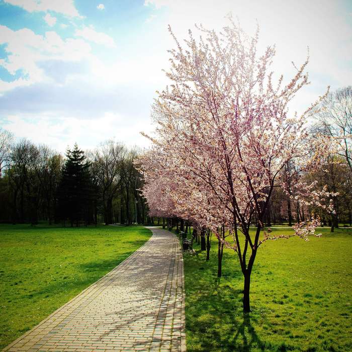 flower, grass, landscape, nature, spring, tree, view wallpaper ...