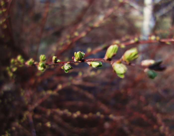 green, leaves, twig wallpaper - Coolwallpapers.me!