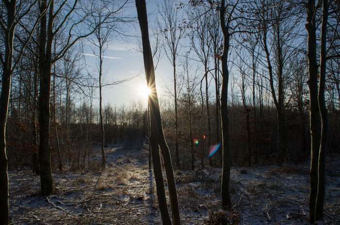aarhus, cold, denmark, forest, north, shadow, sun, sunflare, trees ...