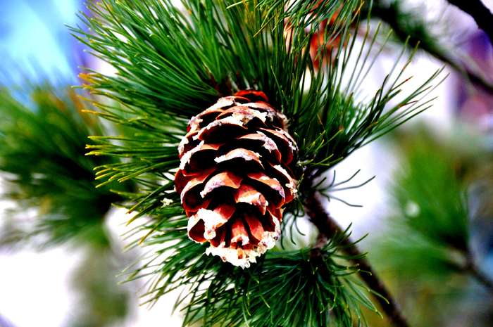 cone, conifer 4k wallpaper - Coolwallpapers.me!
