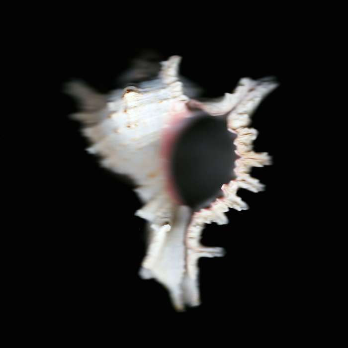 sea, shell, sunset 4k wallpaper - Coolwallpapers.me!