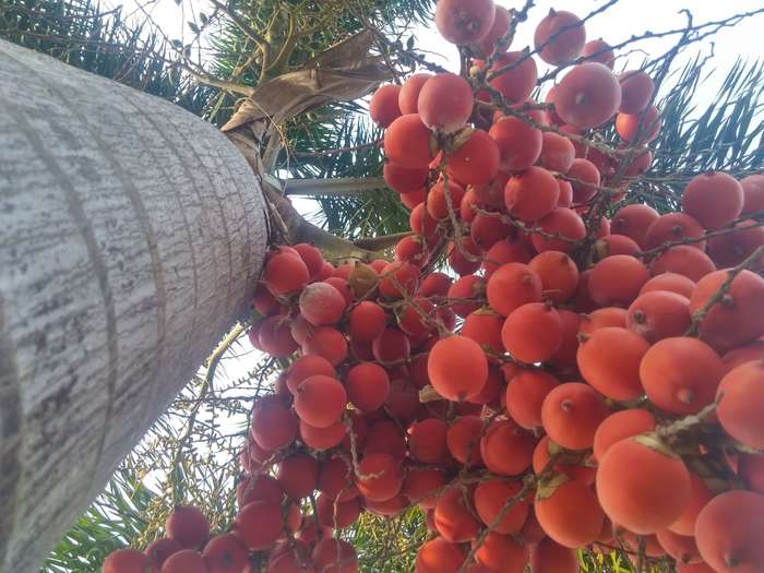 fruits, orange, orange color, tree 4k wallpaper - Coolwallpapers.me!