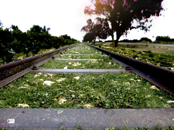 colors, green, mothernature, natural, nature, old train, train, train ...