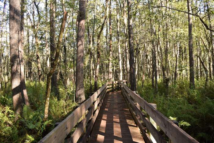 boardwalk, nature walk 4k wallpaper - Coolwallpapers.me!