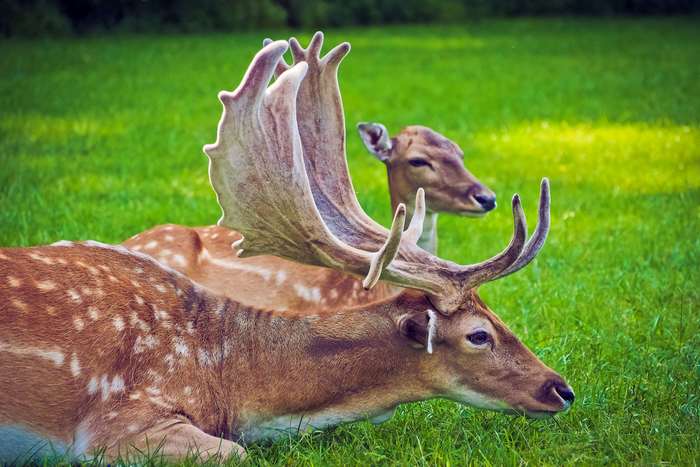 animals, antlers, cute, deer, field, grass, meadow, outdoors, wildlife ...