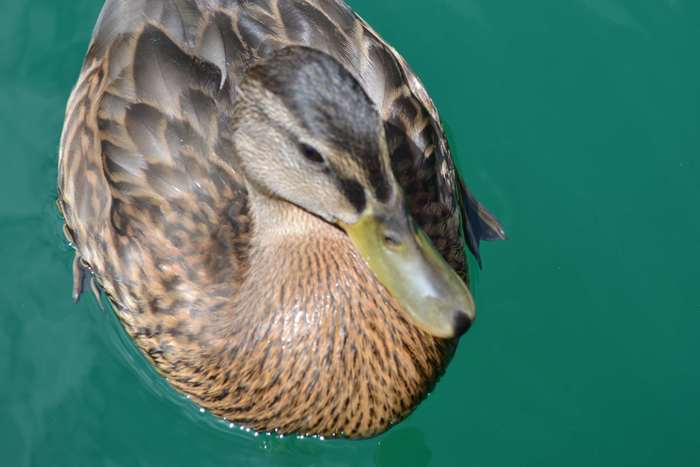 clear waters, close up view, crystal clear, duck bird, duck swimming ...