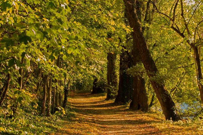 1920x1080 / 1920x1080 trail, trail, autumn, Trees, nature, path, forest ...
