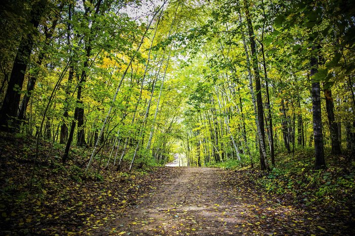 5472x3648 autumn, forest, landscape, road, trees - Coolwallpapers.me!