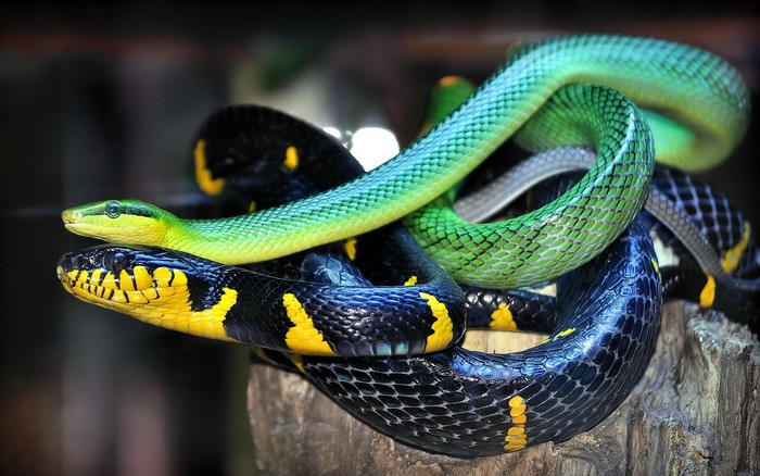 1680x1050 Snake, Scales, Color wallpaper JPG - Coolwallpapers.me!