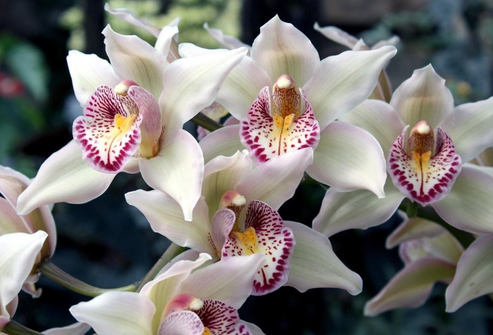 Orchids, Flowers, Spotted, Exotic wallpaper - Coolwallpapers.me!