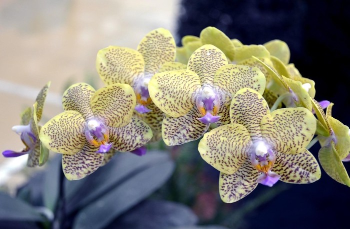 Orchid, Branch, Flower, Spotted, Exotic wallpaper - Coolwallpapers.me!