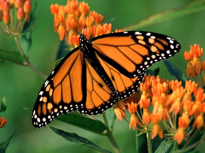 1600x1200 Butterfly, Flower, Wings, Patterns wallpaper JPG ...