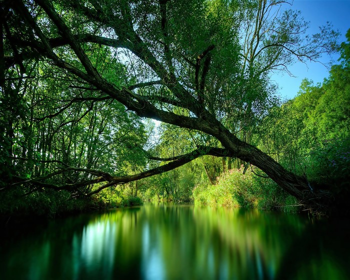 Tree, River, Summer wallpaper - Coolwallpapers.me!