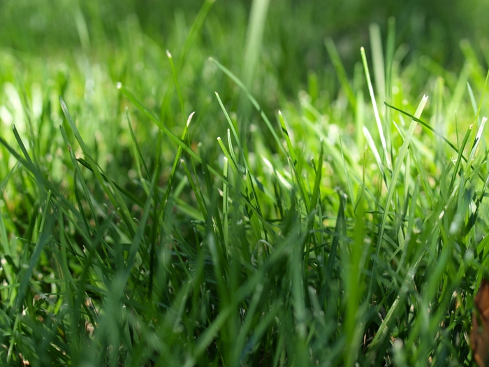 2048x1365 / grass desktop wallpaper free - Coolwallpapers.me!