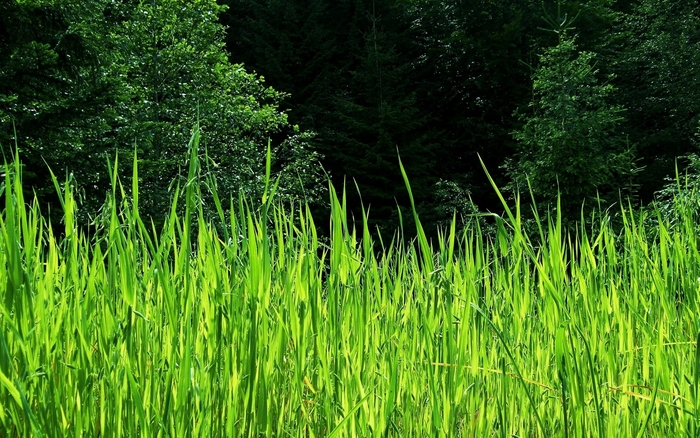 grass desktop wallpaper free - Coolwallpapers.me!