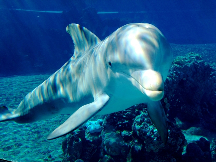 dolphin windows wallpaper - Coolwallpapers.me!