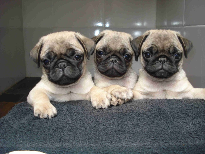 2048x1536 pug wallpaper for desktop background - Coolwallpapers.me!