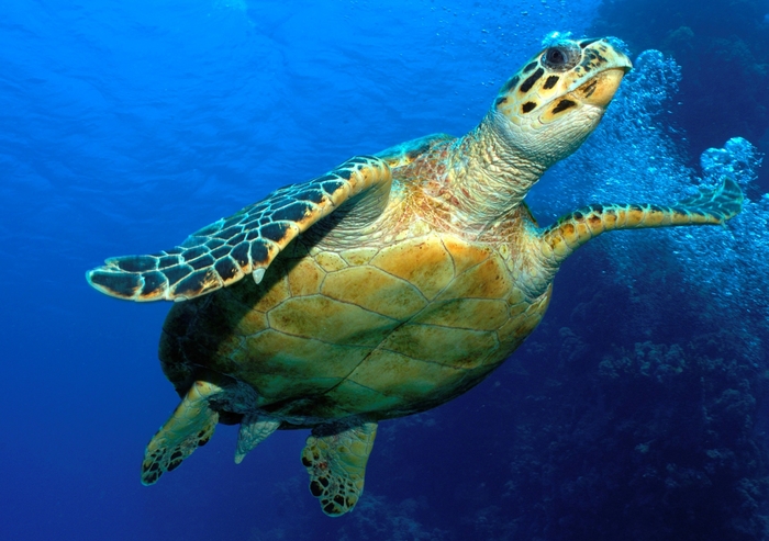turtle wallpaper hd backgrounds images - Coolwallpapers.me!