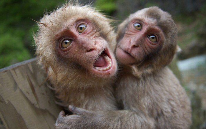 1920x1200 monkey windows backgrounds - Coolwallpapers.me!