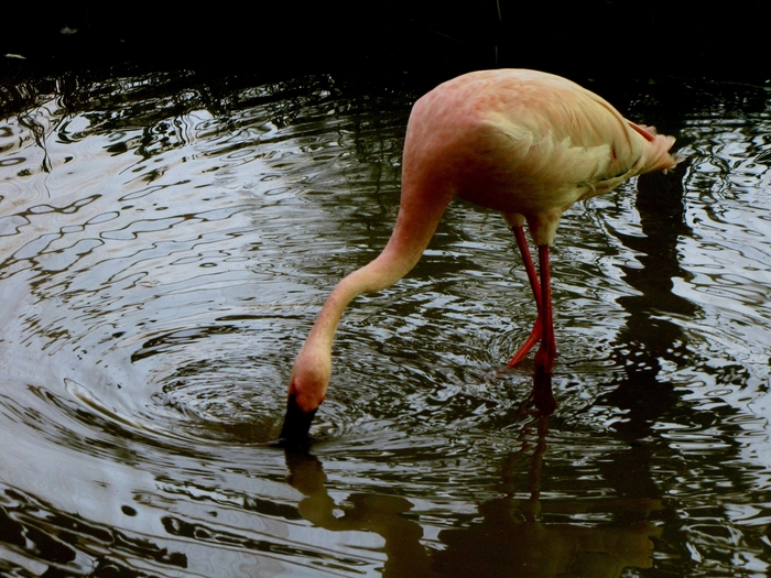 flamingo windows wallpaper - Coolwallpapers.me!