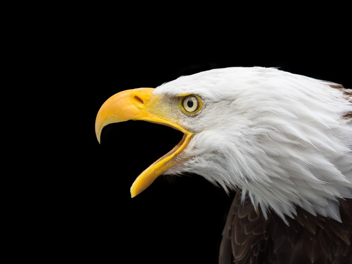 bald eagle, eagle, birds, hd, 4k - Coolwallpapers.me!