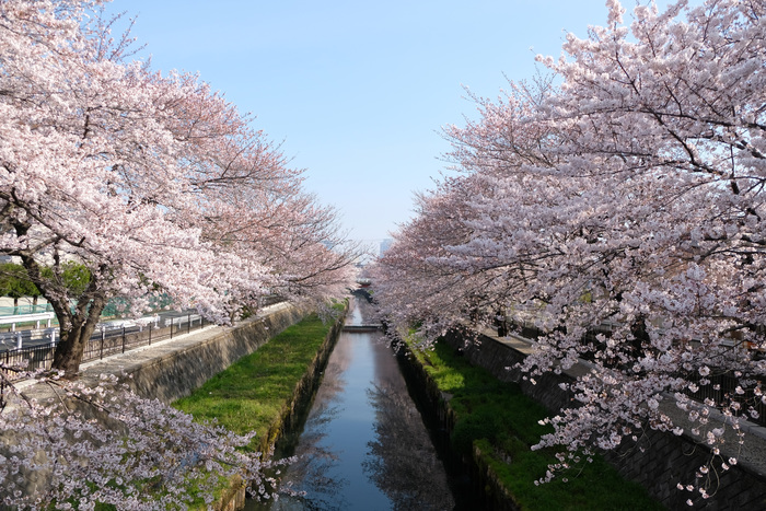 cherry, trees, nature, hd, 4k, 5k, spring - Coolwallpapers.me!
