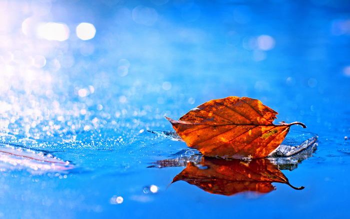 leaf, 4k, nature, hd, photography - Coolwallpapers.me!