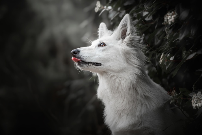 Pet, Swiss Shepherd, Dog wallpaper - Coolwallpapers.me!