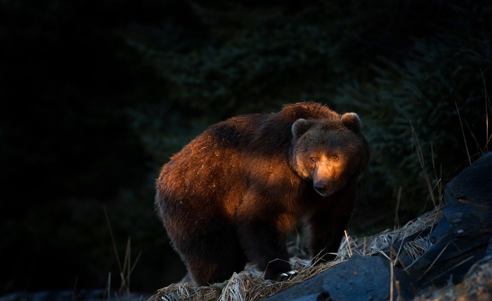 predator (Animal), Bear, Wildlife wallpaper - Coolwallpapers.me!