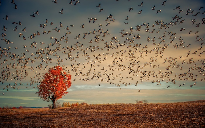 Bird, Tree, Flock Of Birds, Goose wallpaper - Coolwallpapers.me!