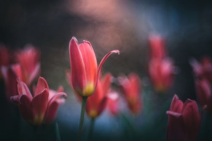 Nature, Flower, Close-Up, Red Flower wallpaper - Coolwallpapers.me!