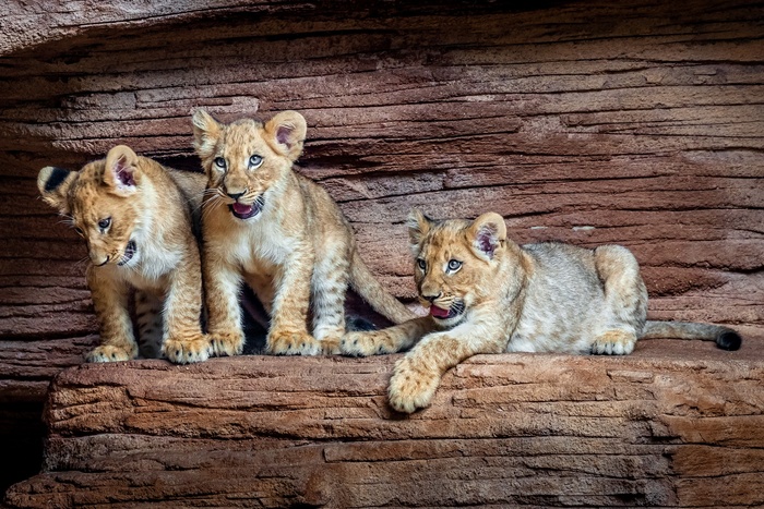 Cub, Baby Animal, Big Cat, Wildlife, Lion wallpaper - Coolwallpapers.me!