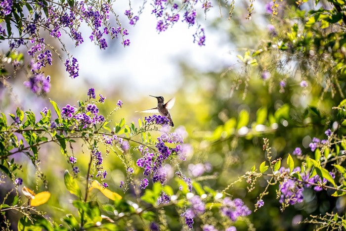 Purple Flower, Bird, Wildlife, Hummingbird, Flower, Spring wallpaper ...