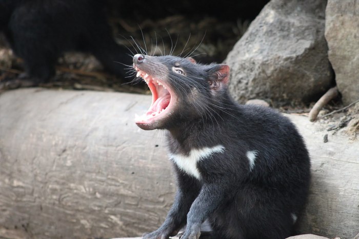 1600x1067 tasmanian devil desktop wallpaper - Coolwallpapers.me!