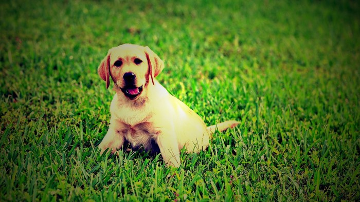 1920x1080 labrador windows wallpaper - Coolwallpapers.me!