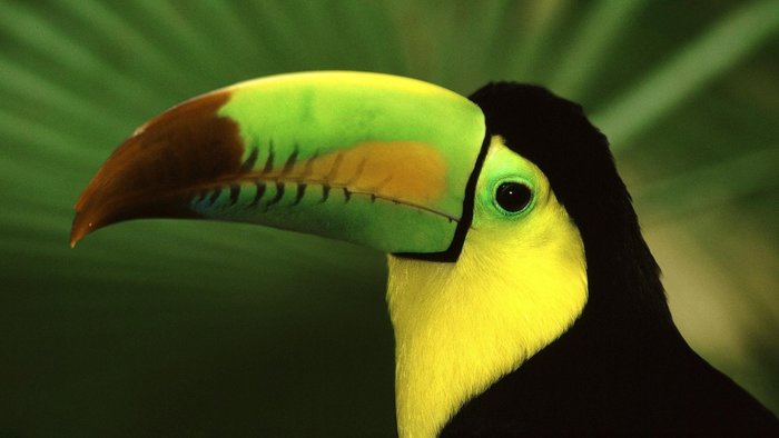 1920x1080 toucan windows wallpaper - Coolwallpapers.me!