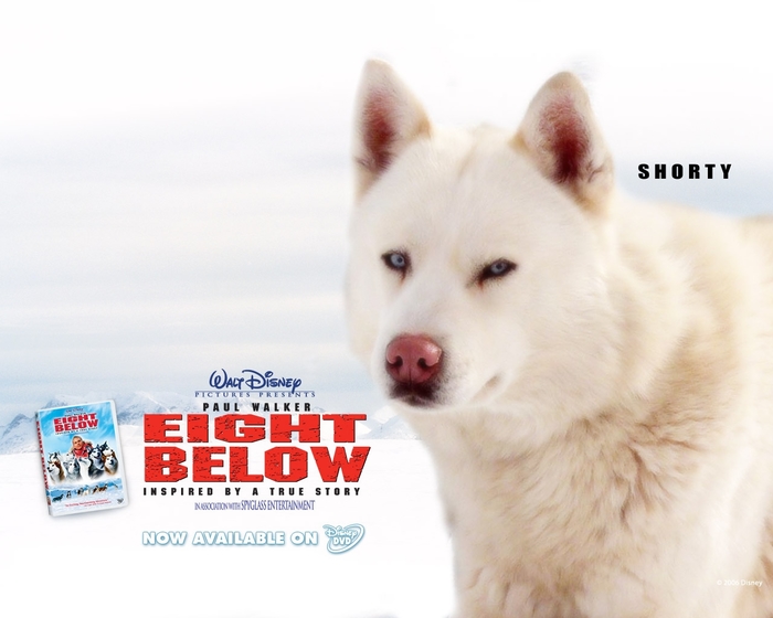 1280x1024 eight below wallpaper for computer - Coolwallpapers.me!