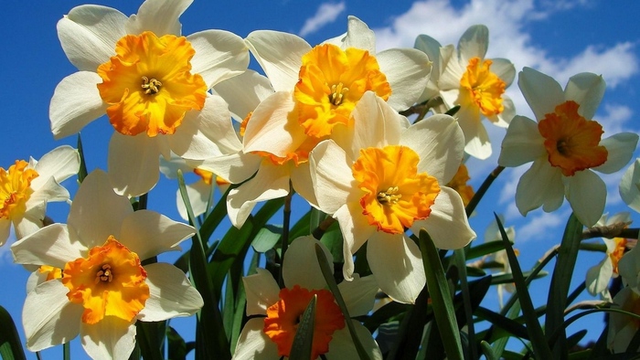 1280x720 narcisse wallpaper - Coolwallpapers.me!