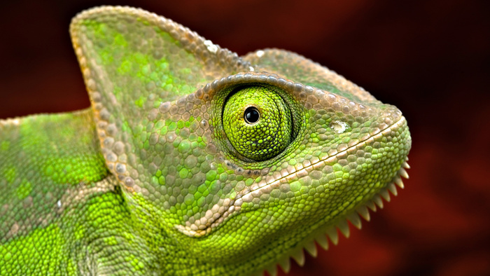 1920x1080 reptile widescreen wallpaper - Coolwallpapers.me!