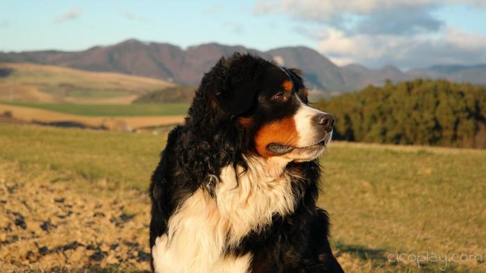 1919x1080 bernese mountain dog desktop wallpaper - Coolwallpapers.me!