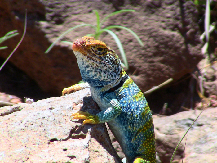 2700x2025 Collared Lizard Wallpaper For Computer Coolwallpapers Me